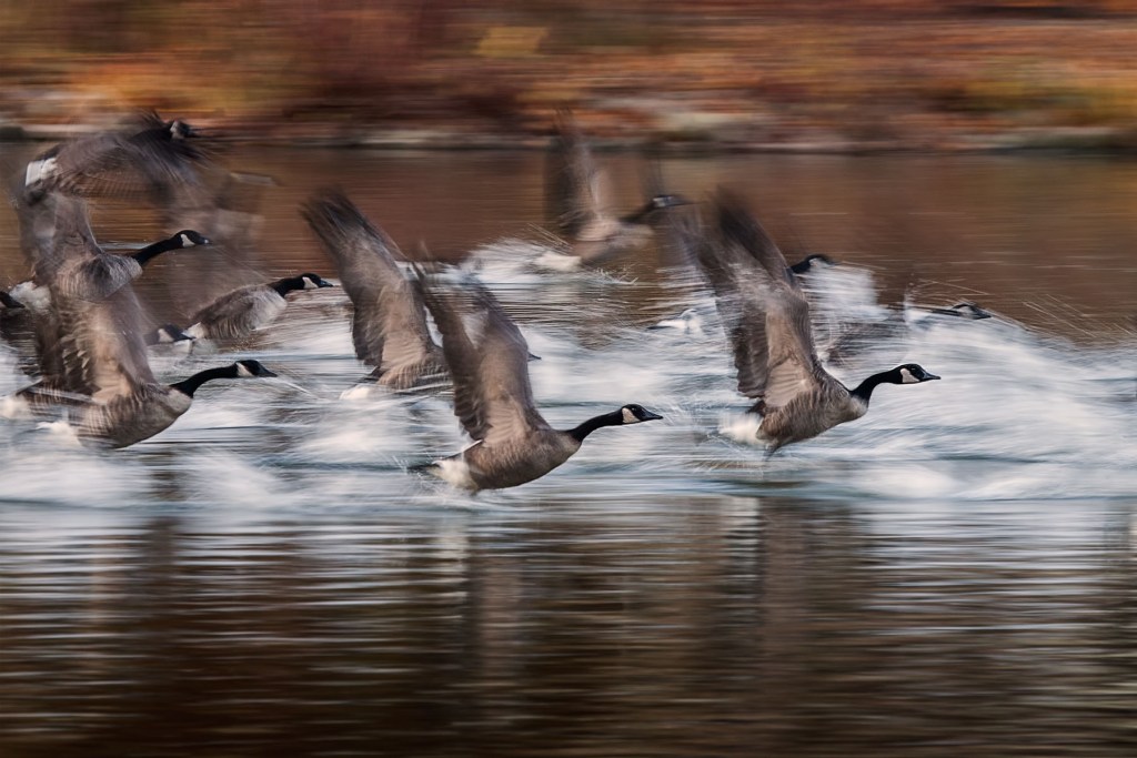 Tam Kam Chiu – Asian Heritage Month-CFACI | Virtual Museum of Asian ...